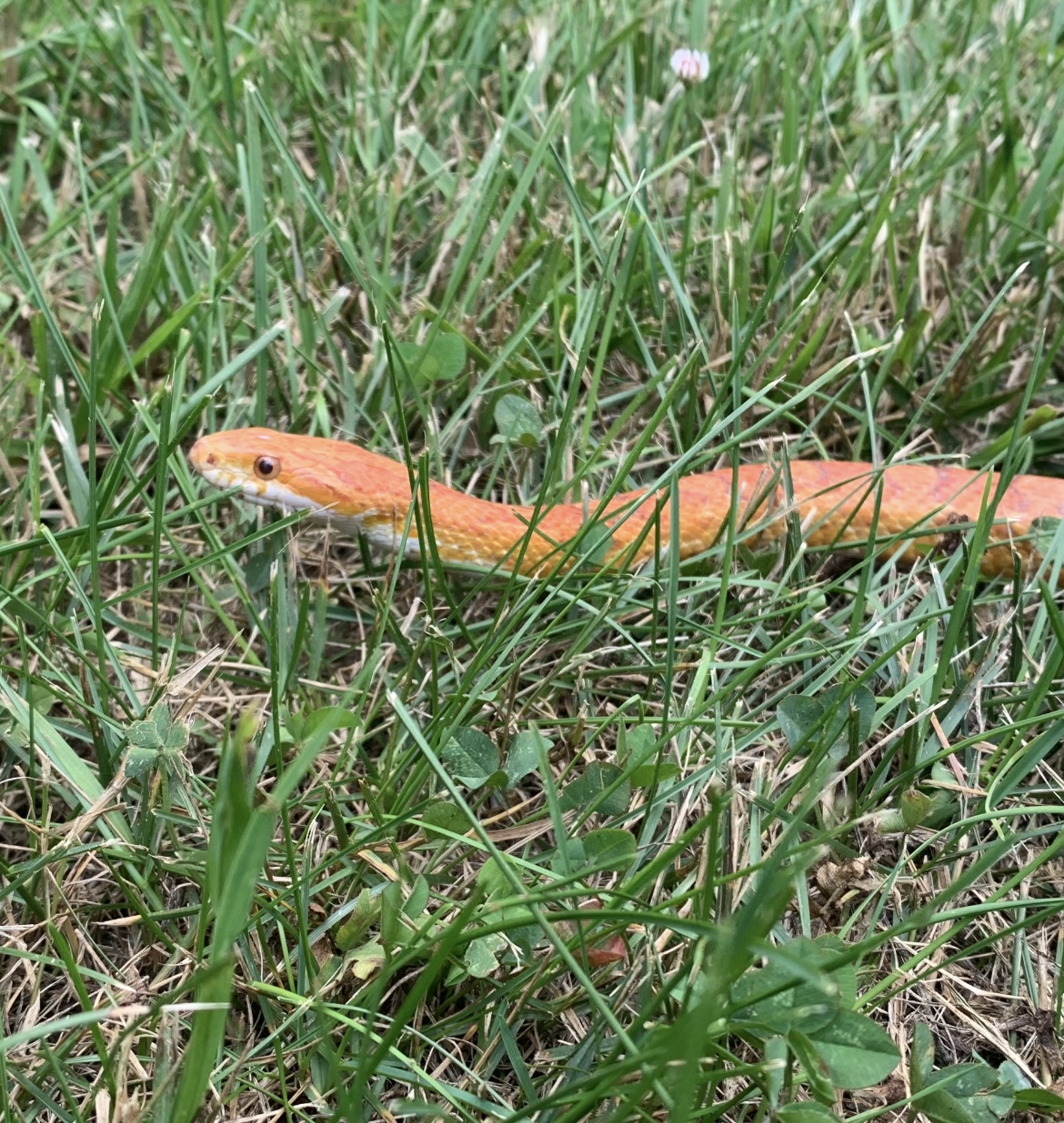 Outdoor Chat: Snakes of Southwest Virginia - Norton, Virginia