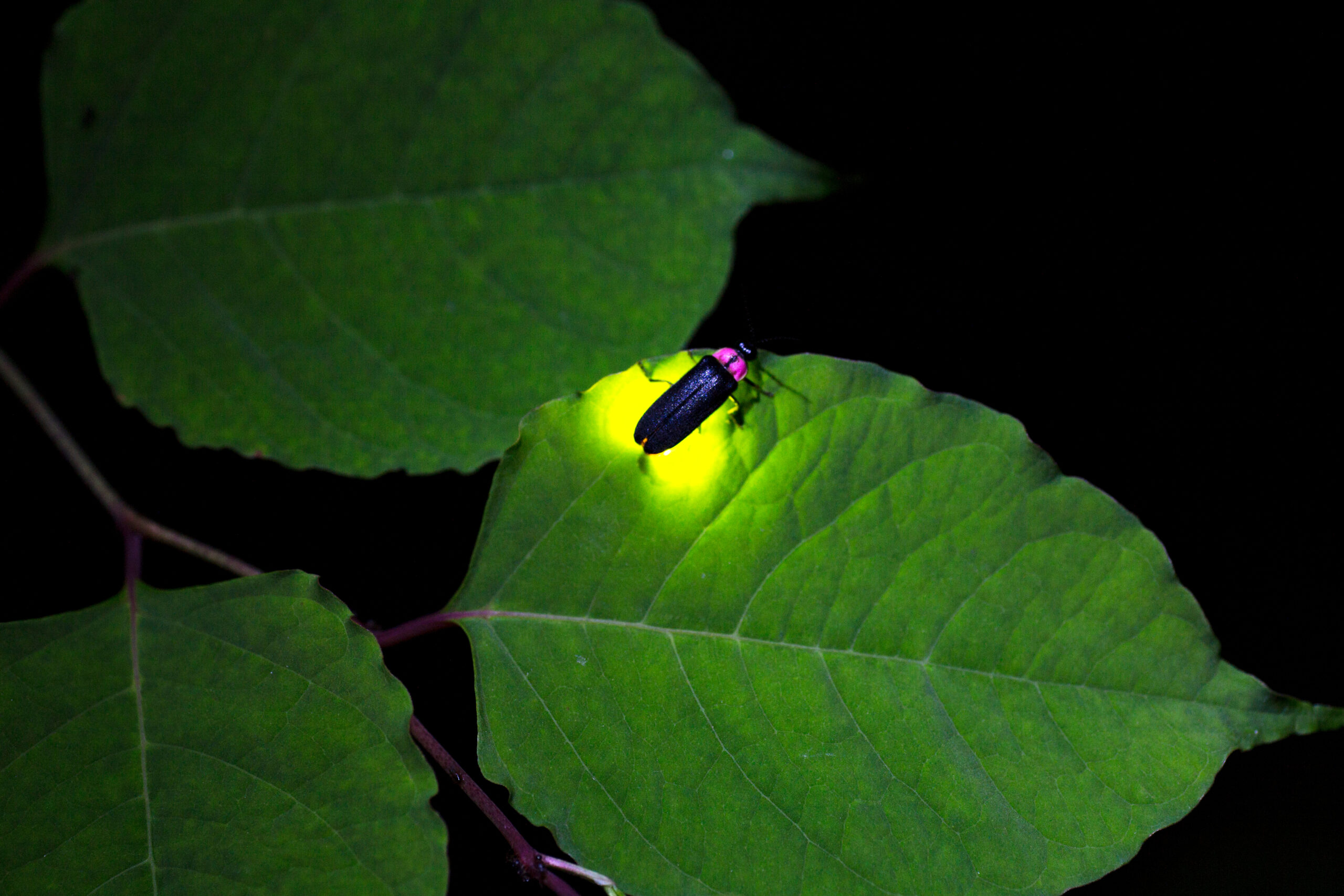 Firefly Night Hike - Norton, Virginia